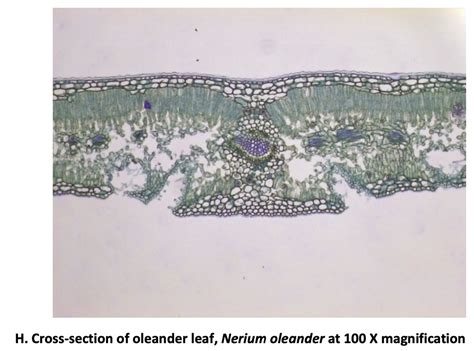 Cross Section Of Nerium Leaf