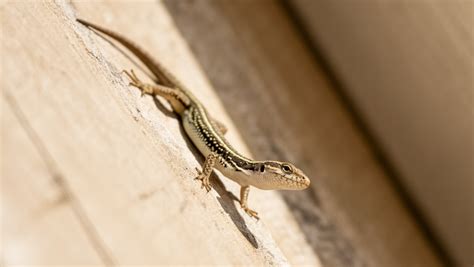 Lézards à La Maison Amis Ou Risques Pour La Santé