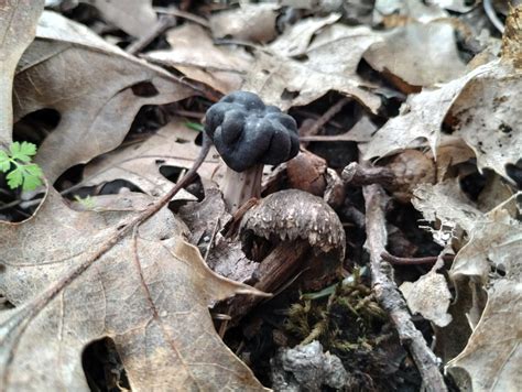 Lil Rando Bub Any Clues Rforaging