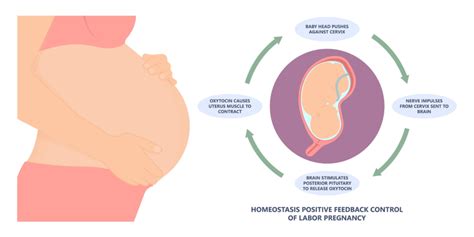 Top Tips For Labor Induction All The Whats Whys And Hows From A