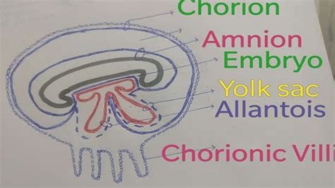 Extra Embryonic Membrane Pptx