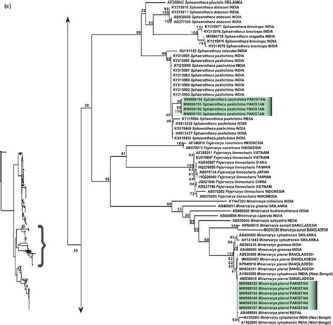 Maximum‐likelihood Phylogeny From Iq‐tree Analyses Based On The 16s