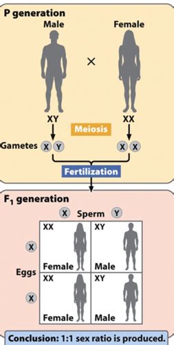 Genetics Chp 3 Sex Flashcards Quizlet
