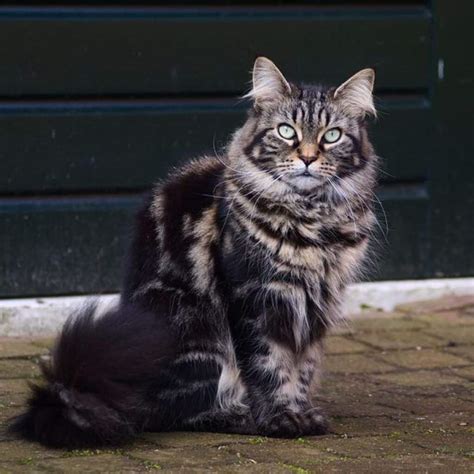 33 Majestic Black Maine Coon Cats Youll Love