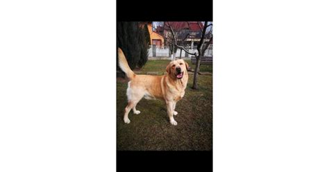 Pui Labrador Arhiva Okaziiro