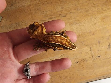 Crested Gecko Identification Help Crested Geckos Morphmarket