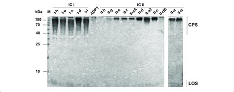 Capsular Polysaccharide Cps Profiles Of A Baumannii Ic I And Ic Ii