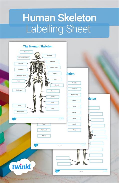 Human Skeleton Labelling Worksheet Pattern Worksheet Teaching Resources Human Skeleton