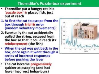 Thorndike Puzzle Box