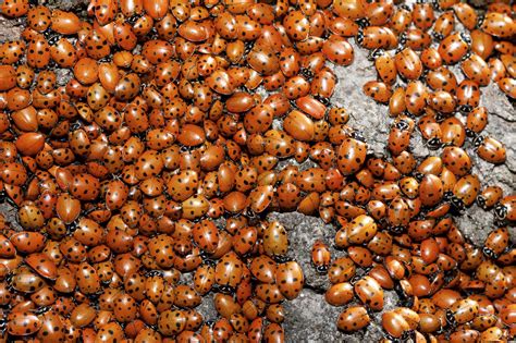 Entomology Is Not To Blame For Annual Ladybug Swarms Virginia Tech News Virginia Tech