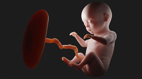 Archivo 3d Mes 9 Embrión Humano Etapas De Bebé・objeto Imprimible En