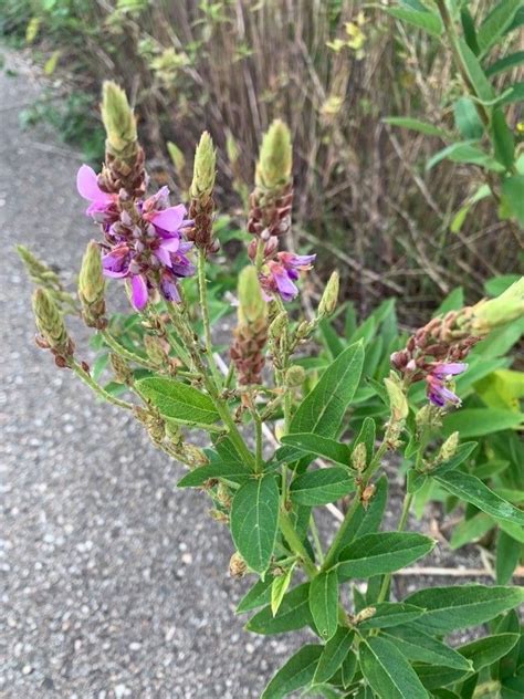 How To Grow Desmodium Canadense Earthone