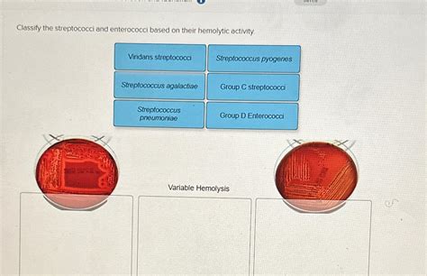 Solved Classify The Streptococci And Enterococci Based On