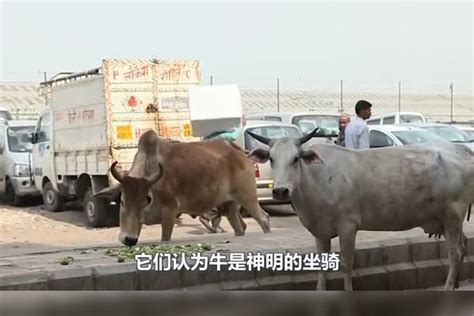 印度神牛身价2200万配一次种要5万每天睡前都要和威士忌 身价