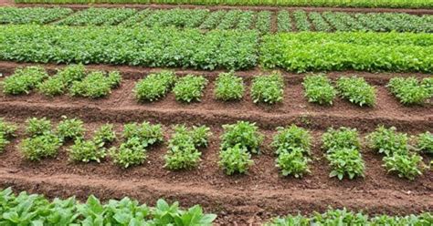 Understanding Systematic Agriculture Origins Importance And Modern Impact