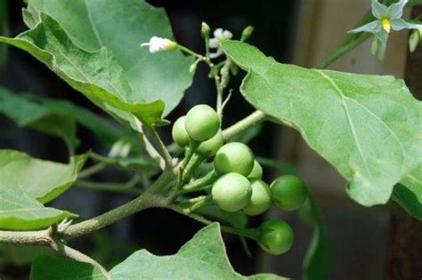 Tumbuh Liar Di Sekitar Rumah Buah Pokak Ternyata Bisa Meredakan Asam Lambung Ini Sederet