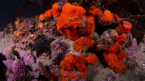 Microplastics Detected In Every Sponge Sample From Three Wellington