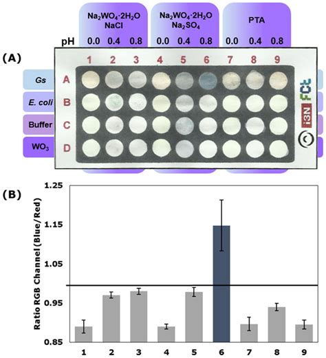 Eab Detection A Paper Based Sensor Photograph Of The Colorimetric Download Scientific
