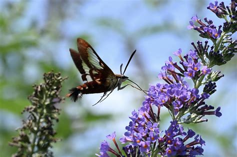 Urban Wildlife Guide Hummingbird Moth