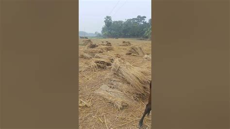 শুভ সকাল গ্রাম বাংলা । Agriculture Farmer Farming Bangladesh Vegetables Scmp চাষ পদ্ধতি