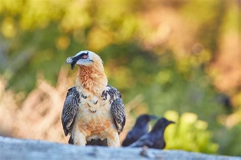 Premium Photo Gypaetus Barbatus