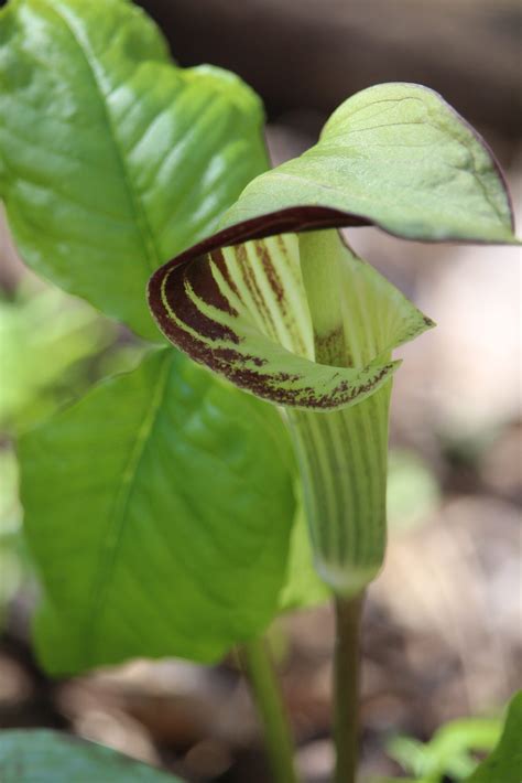 Jack In The Pulpit The Native Plant Gardener