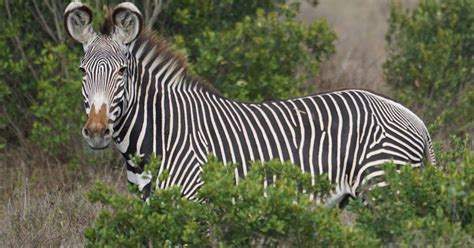 Improving Habitat And Forage For Grevys Zebra In Kenya World