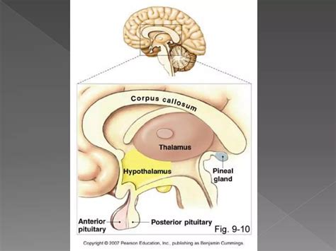 The Cerebrum I Diencephalon Pptx