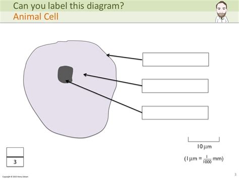 IGCSE Biology Labelling Diagrams