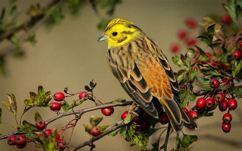 배경 화면 새 붉은 열매 나뭇 가지 1920x1200 그림 이미지