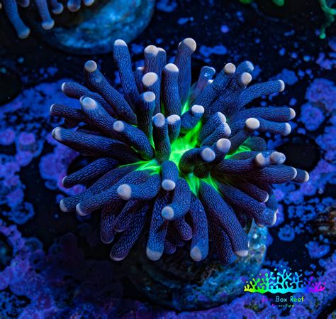 Ultra Joker Torch Coral Wysiwyg 4cm Euphyllia Zbr Zeo Box Reef
