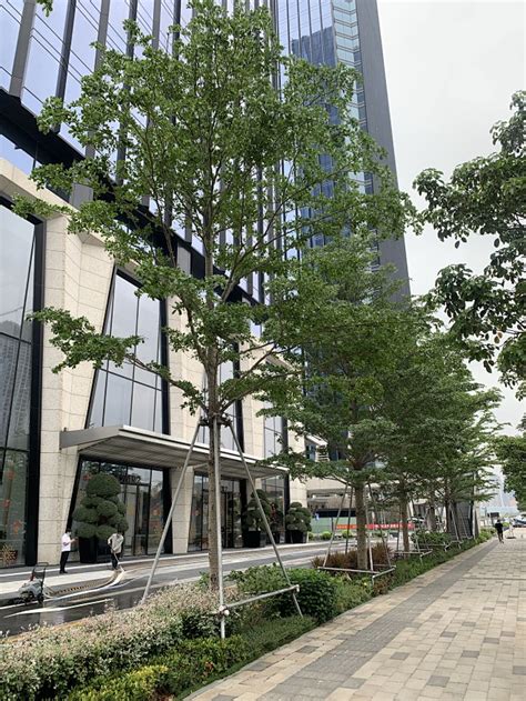 小叶榄仁行道树