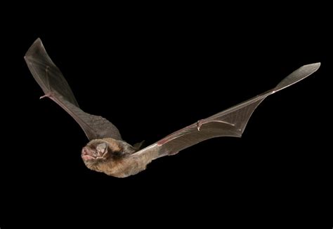 Saving Victorias Most Endangered Bat Species