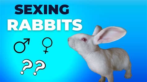 Sexing Rabbits Breeding Stock Or Food Source