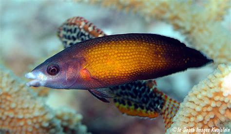Labropsis Micronesica Marshall Islands