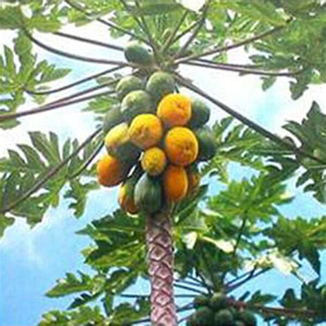 선라이즈 파파야 씨앗 5립 종자 희귀씨앗 20 B 포플러스