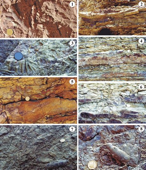 The Trichophycus Ichnofabric 1 Trichophycus Venosus Cross Cutting