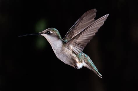 Jon Hauge Photographer Baldwin County Mobile Pensacola Ruby Throated Hummingbird Portraits