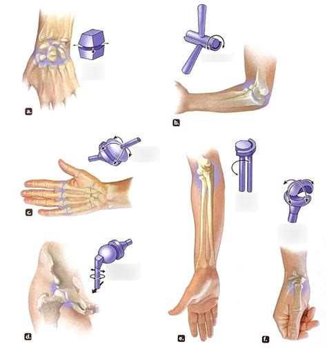 A P Lab Types Of Synovial Joints Diagram Quizlet A P Lab Types Of Synovial Joints Diagram Quizlet