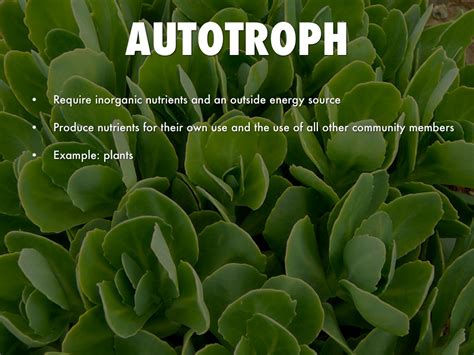 Autotrophic Nutrition Types And Autotroph Examples