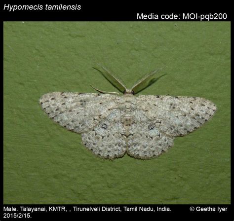 Hypomecis Moths