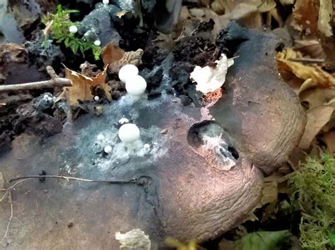 Asterophora Lycoperdoides Nyctalis Porteur D Toiles Soci T