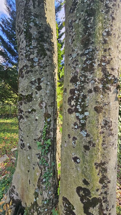 Tree Selection And Initial Ideas Rtreehouse