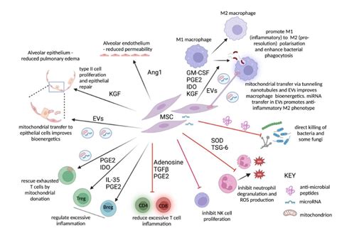 Critical Care Reviews On Linkedin Cell Based Therapies For Ards