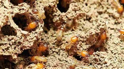 The Science Behind The Best Termite Treatment Methods