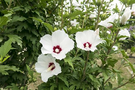 활짝 핀 우리나라의 국화하얀 무궁화 꽃일편단심 유토이미지 상세페이지 베이직샵 사진 20942020