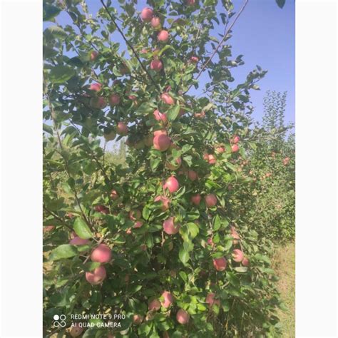 Продам яблука Слава Переможцям купити яблука Слава Переможцям — Agro Ukraine