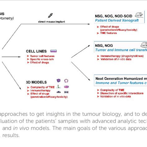 Next Generation Humanized Mice Used In Preclinical Studies For Solid