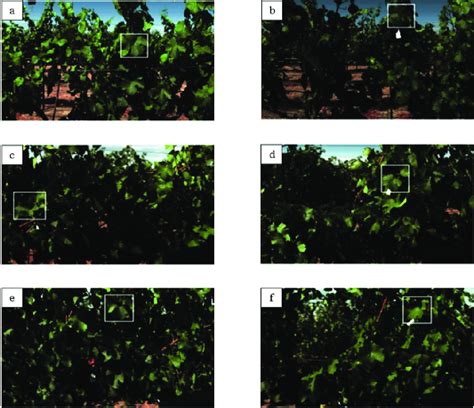 Examples Of True Positives From Artificial Neural Network Ann And