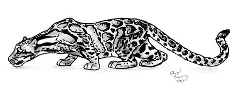 Clouded Leopard Drawing At PaintingValley Com Explore Collection Of Clouded Leopard Drawing
